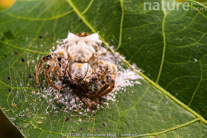 Bird Dung Crab Spider