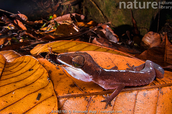 Stock photo of Cat gecko (Aeluroscalabotes felinus) Sarawak, Malaysian ...