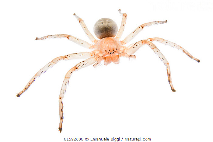 Stock photo of Cart-wheeling spider (Carparachne sp) photographed ...