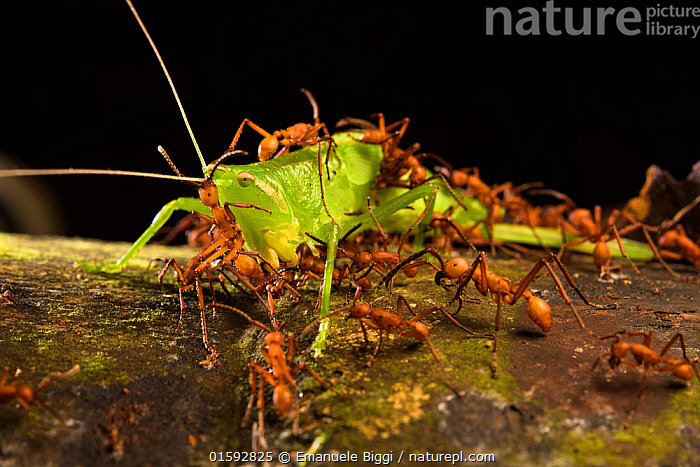 Stock photo of Army ants (Eciton hamatum) with cricket prey, Los Amigos ...