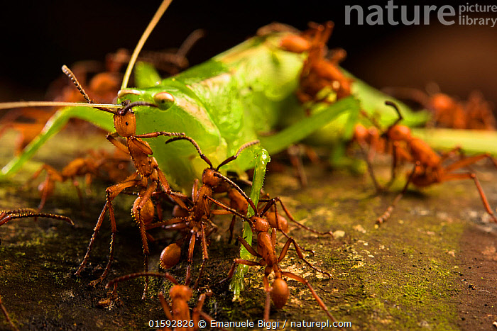 Stock photo of Army ants (Eciton hamatum) with cricket prey, Los Amigos ...