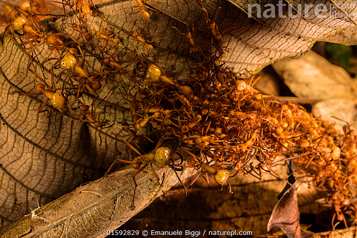 Stock photo of Army ants (Eciton hamatum) soldiers patrolling near the ...
