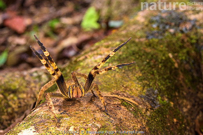Stock photo of Armed spider (Phoneutria sp) in threat posture, Peru ...