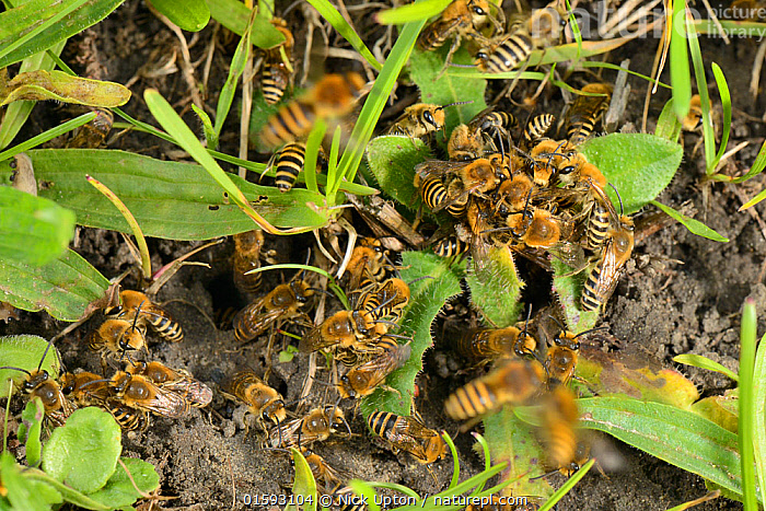 Stock photo of Ivy bee (Colletes hederae) mating ball with a mass of ...