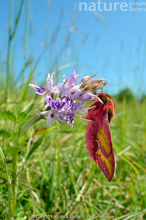 Stock photo of Small elephant hawk-moth (Deilephila porcellus) on ...