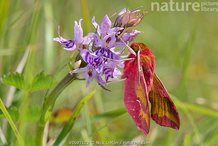 Stock photo of Small elephant hawk-moth (Deilephila porcellus) on ...