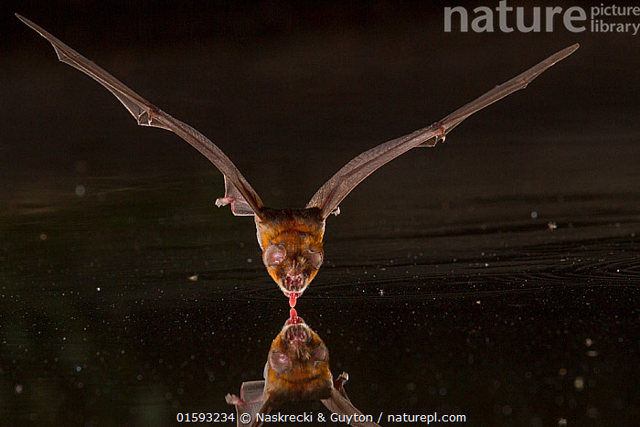 Stock photo of African trident bat (Triaenops afer) takes a drink at a ...