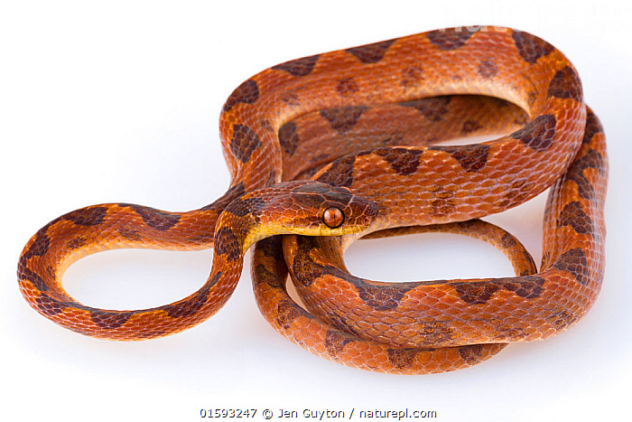 Stock photo of Cat-eyed snake (Leptodeira septentrionalis) from La ...