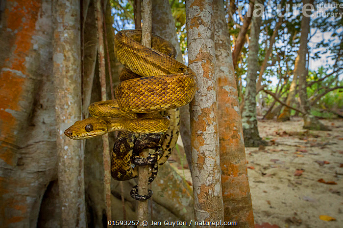 Stock photo of Central American tree boa (Corallus ruschenbergerii ...