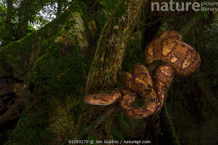 Stock photo of Ringed tree boa (Corallus annulatus) at La Selva ...