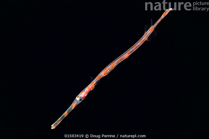 Stock photo of Pacific trumpetfish (Aulostomus chinensis) juvenile ...