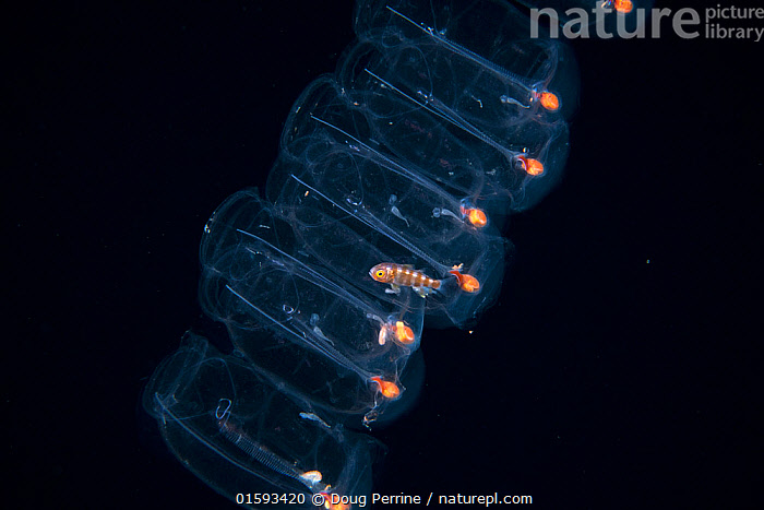 Stock photo of Rover fish (Emmelichthyidae) juvenile sheltering inside a colonial salp ...