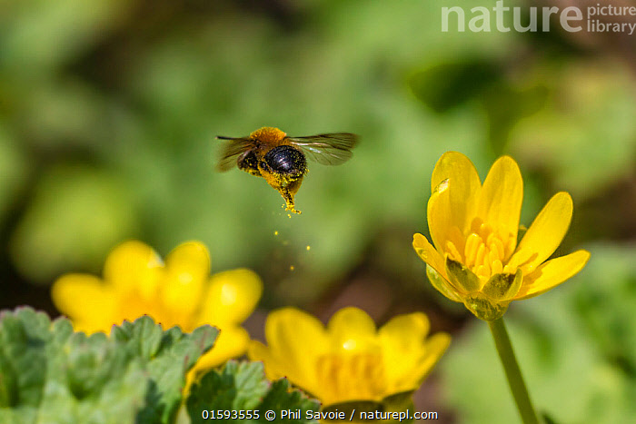 Stock photo of Mining bee (Andrena bicolor) leaving behind a golden ...