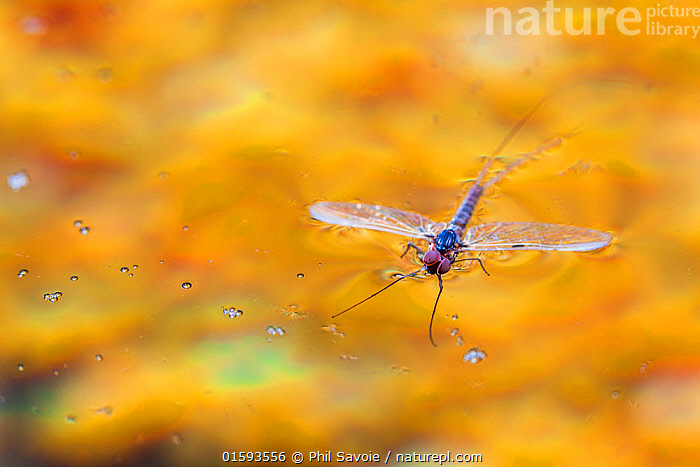 Stock photo of Blue winged olive mayfly ( Baetis tricaudatus) male dead ...