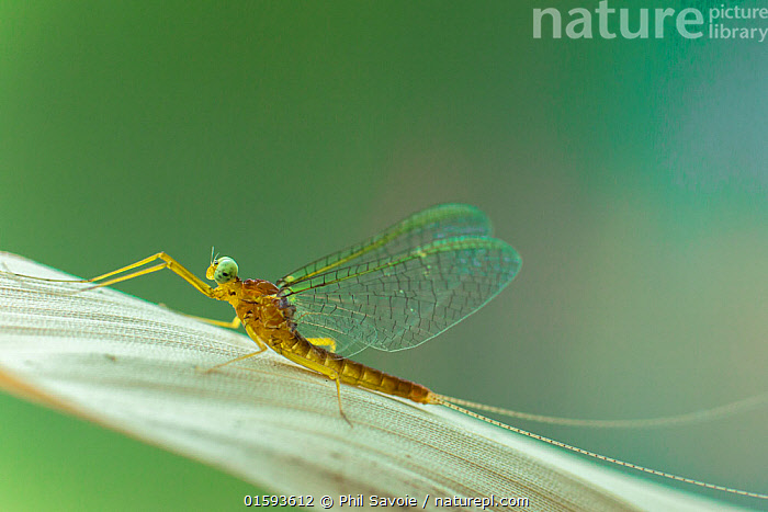 Stock photo of March brown mayfly (Rhithrogena germanica), mayfly ...
