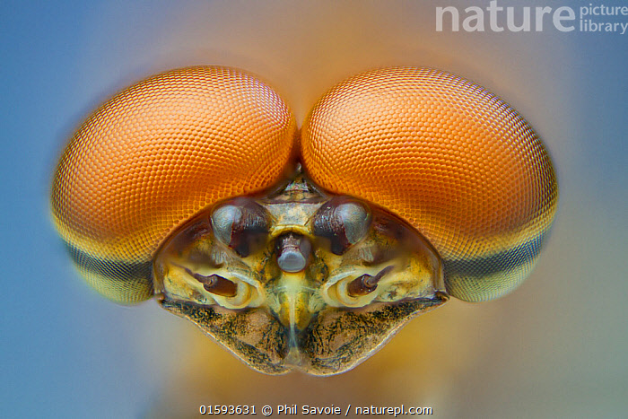 Stock photo of Pink lady mayfly (Epeorus albertae) close up of eyes of ...