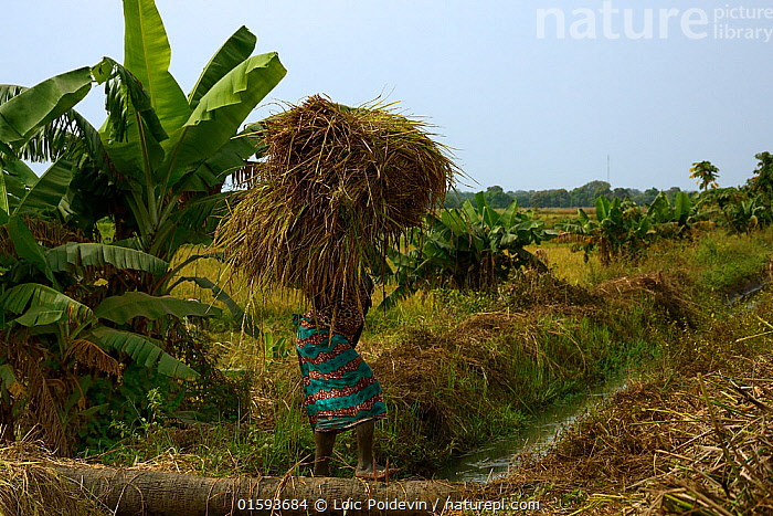 Stock photo of Women harvesting rice, Burkina Faso, December 2017 ...