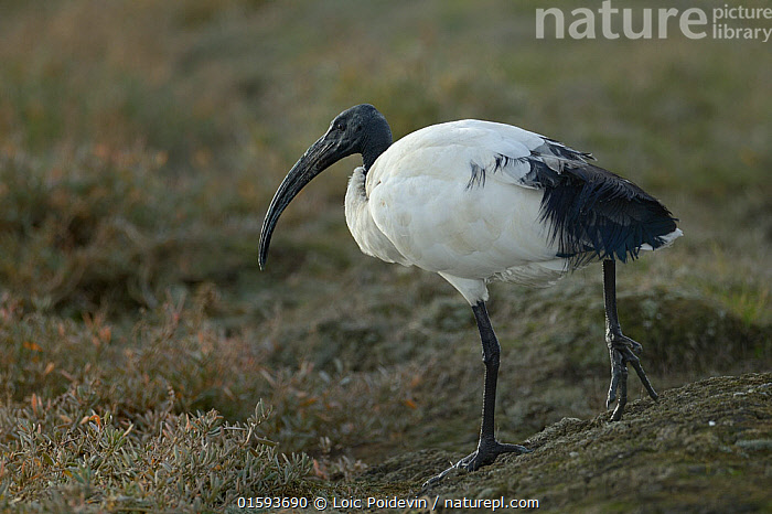 Stock photo of African sacred ibis (Threskironis aethiopicus) Breton ...