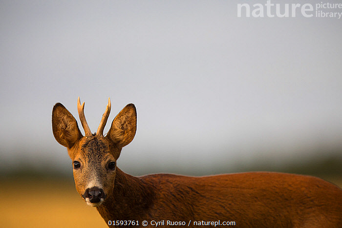 Stock photo of Roe deer (Capreolus capreolus) juvenile male in a field ...