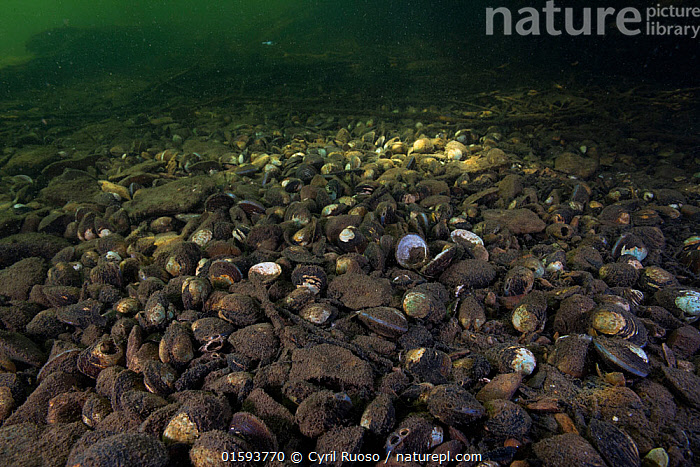 Stock photo of Asian clams (Corbicula fluminea) on river bed, exotic ...