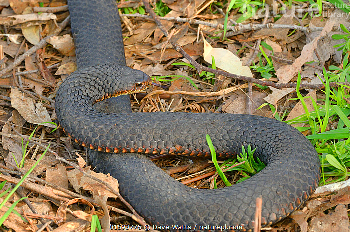 Stock photo of Lowland copperhead snake (Austrelaps superbus) Tasmania ...
