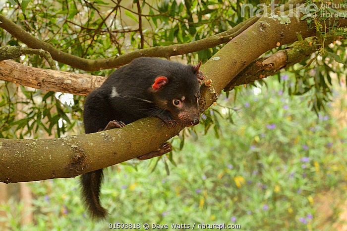Stock photo of Tasmanian devil (Sarcophilus harrisii) juvenile climbing ...