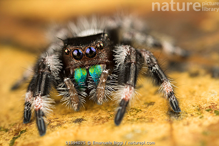 Stock photo of Regal jumping spider (Phidippus regius) captive male ...