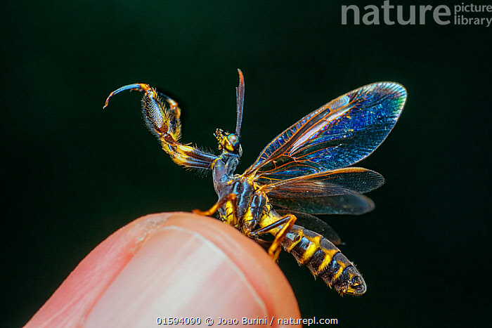 Stock photo of Mantidfly (Mantispidae) displaying open wings on a ...