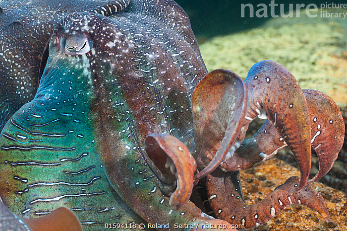 Stock photo of Giant cuttlefish (Sepia apama) Whyalla, South Australia ...
