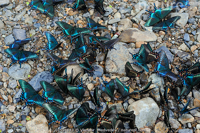 Stock photo of Alpine black swallowtail butterflies (Papilio maackii ...