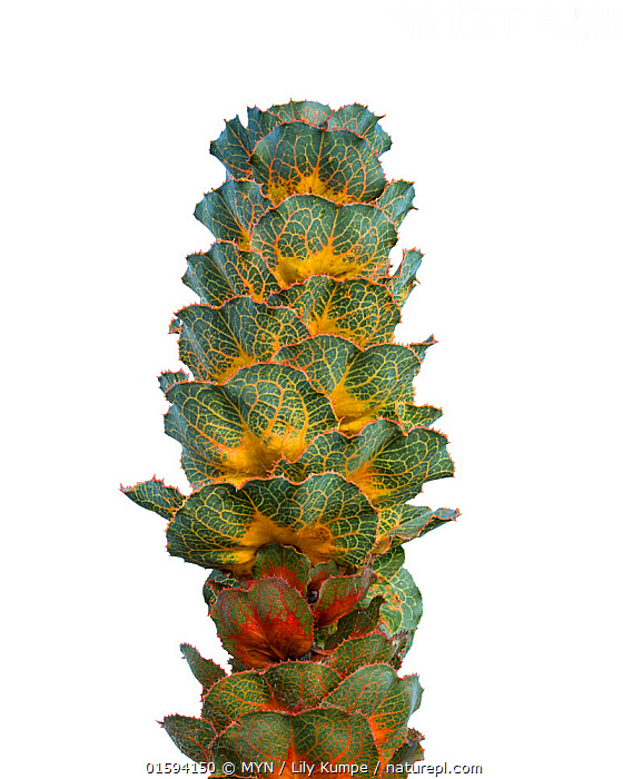 Stock photo of Royal hakea (Hakea victoria) William Bay National Park ...