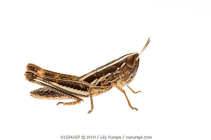 Stock photo of Macrotona grasshopper (Macrotona sp) William Bay ...