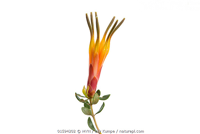 Stock photo of Chittick flowers (Lambertia inermis) William Bay ...