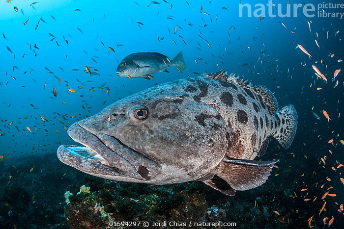 Stock photo of Potato cod (Epinephelus tukula) Zavora Coast, Mozambique ...