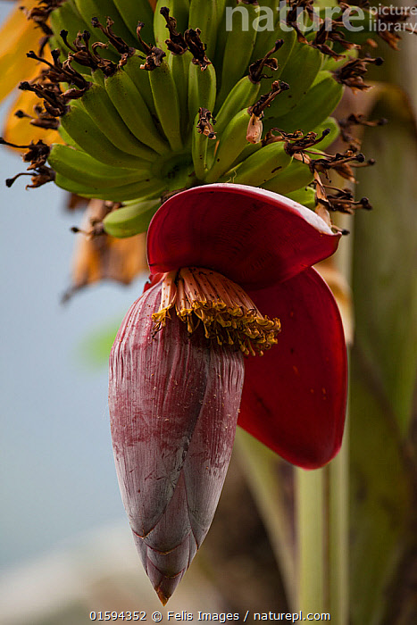 Stock photo of Wild banana (Musa balbisiana) flower, Sikkim, India ...
