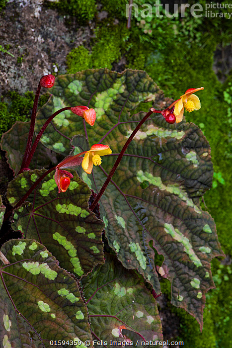 Stock photo of Begonia (Begonia xanthina) flowers, West Bengal, India ...