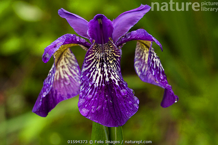 Stock photo of Iris (Iris clarkei) flower, Sikkim, India. July ...