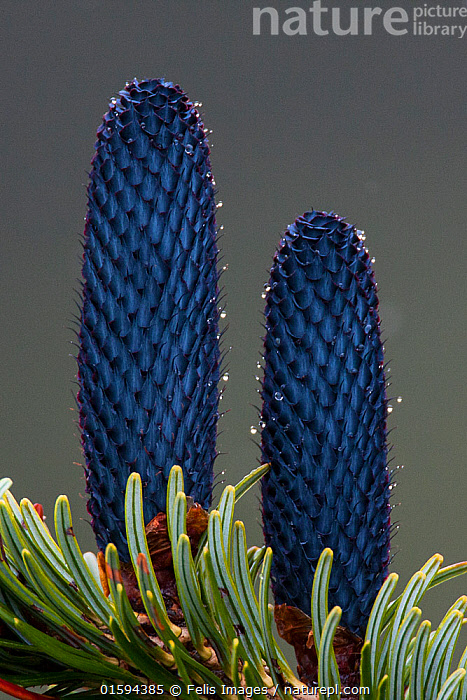 Stock photo of Cones of East Himalayan fir (Abies spectabilis) Sikkim ...