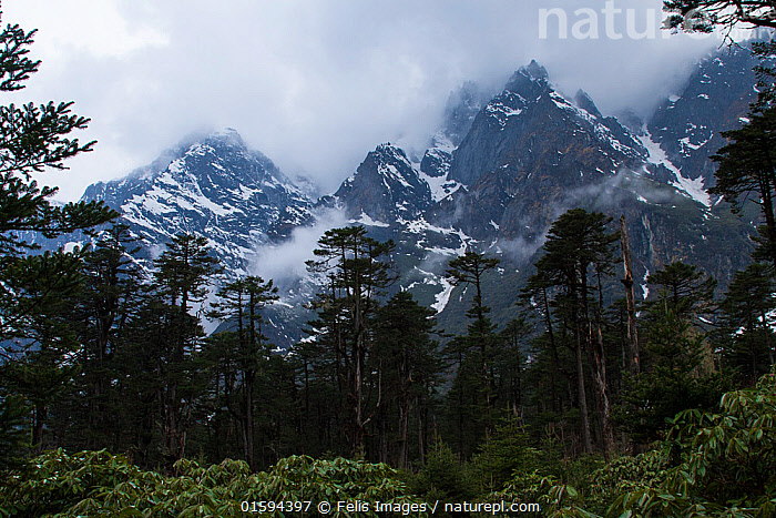 Stock photo of Conifer forests in Shingba Rhododendron Sanctuary ...