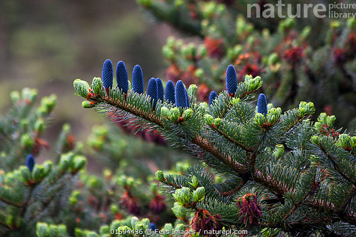 Stock photo of East Himalayan fir (Abies spectabilis) cones on tree ...