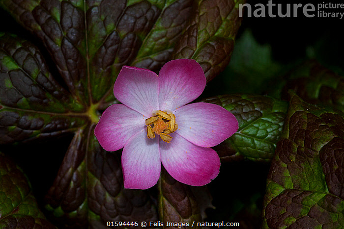 Stock photo of Close up of Himalayan mayapple (Podophyllum hexandrum ...