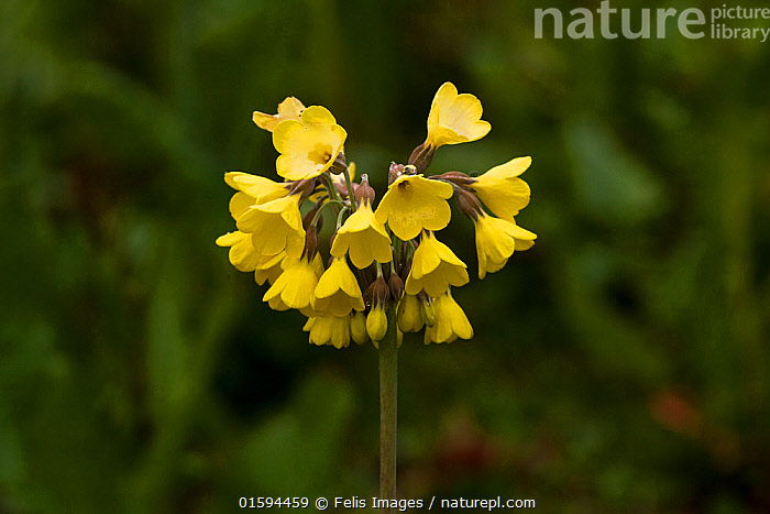Stock photo of Primrose (Primula sikkimensis) flowers, Bhutan ...