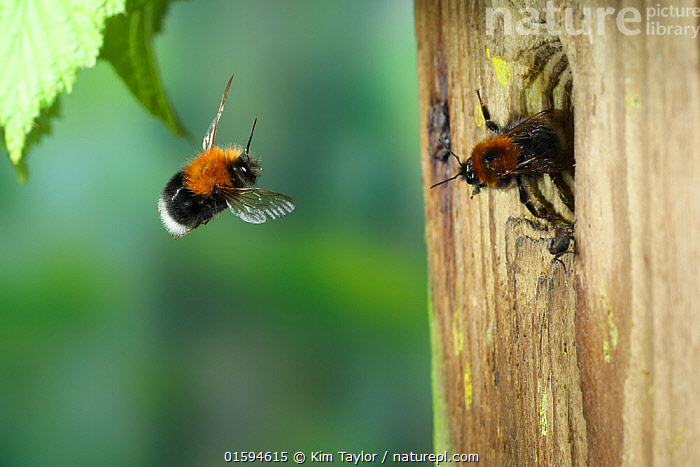 Stock photo of Tree bumblebee (Bombus hypnorum) worker approaching nest ...