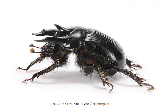 Stock photo of Minotaur beetle (Typhaeus typhoeus) male. Surrey ...