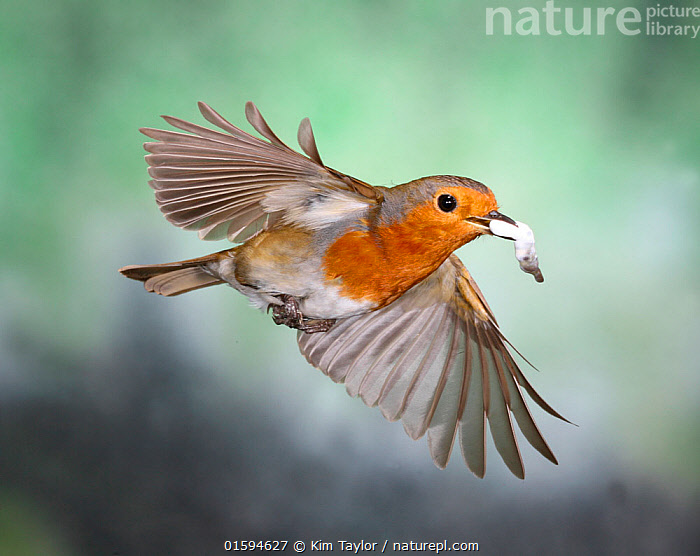 Robin Bird Flying