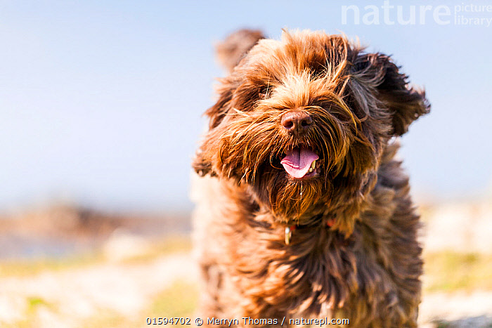 Cocker Spaniel Terrier Mix Puppies