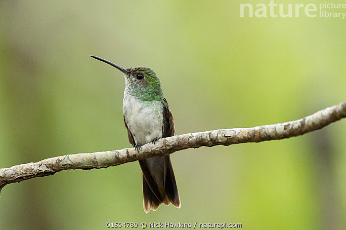 Endangered Hummingbirds