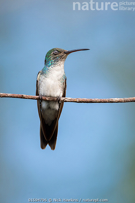 Stock photo of Female mangrove hummingbird - Mangrove hummingbird ...
