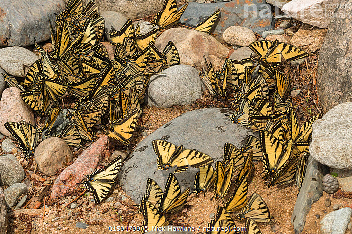 Stock photo of Eastern tiger swallowtail butterflies (Papilio glaucus ...