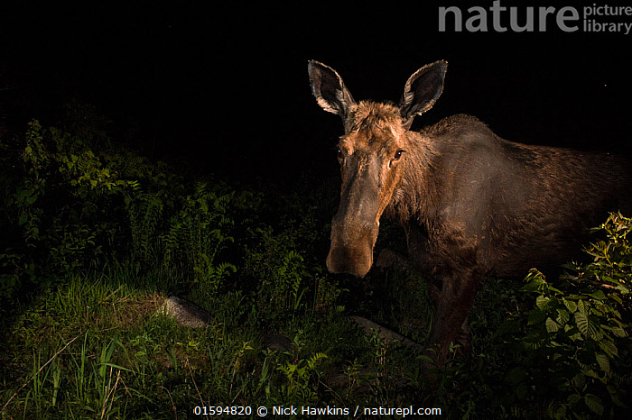Stock photo of Moose (Alces alces) at night, photographed by a camera ...